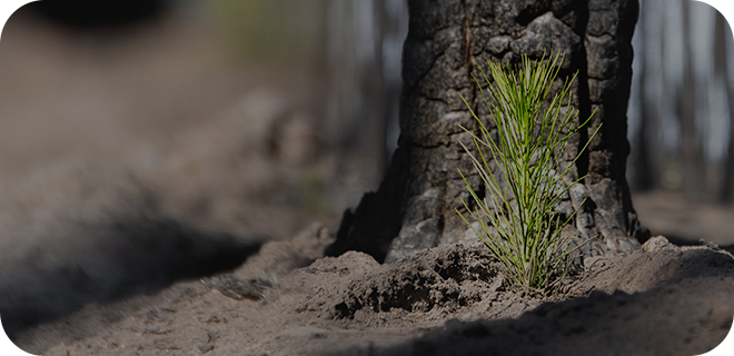 one-tree-planted
