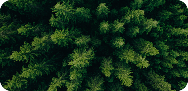 one-tree-planted