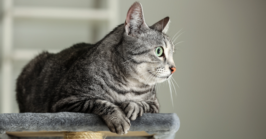 DIY Cat Tree Plan To Build An Awesome Tree For Your Cat | SONGMICS HOME